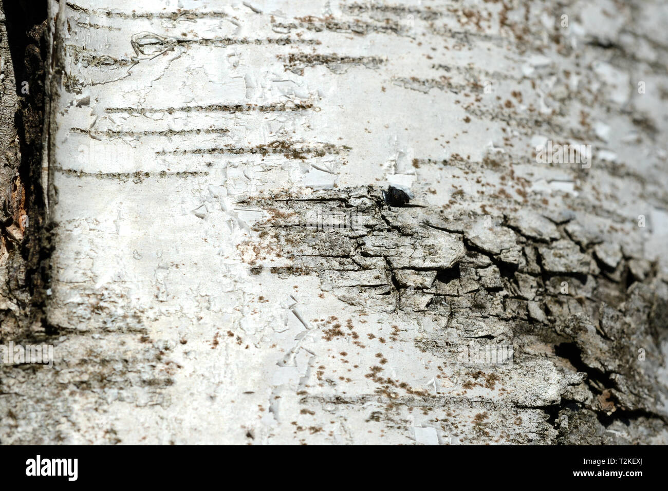 Old birch tree bark background and texture close up Stock Photo - Alamy
