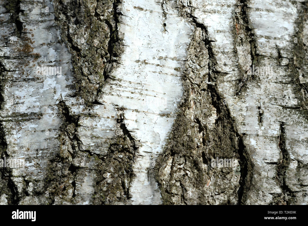 Old birch tree bark background and texture close up Stock Photo - Alamy