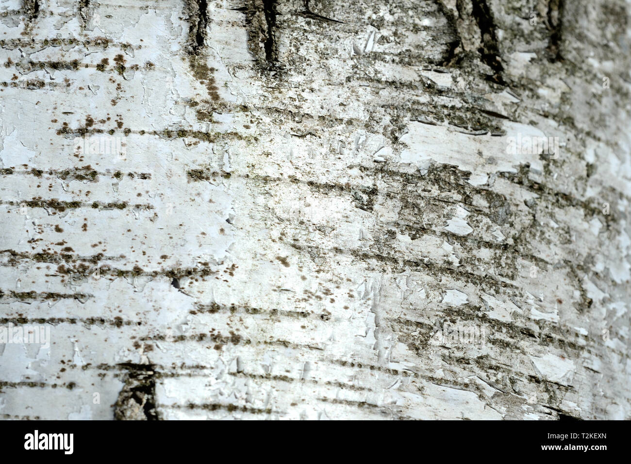 Old birch tree bark background and texture close up Stock Photo - Alamy