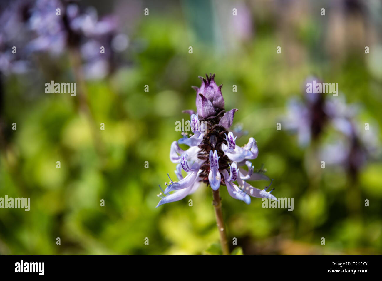 Australian flowers hi-res stock photography and images - Alamy