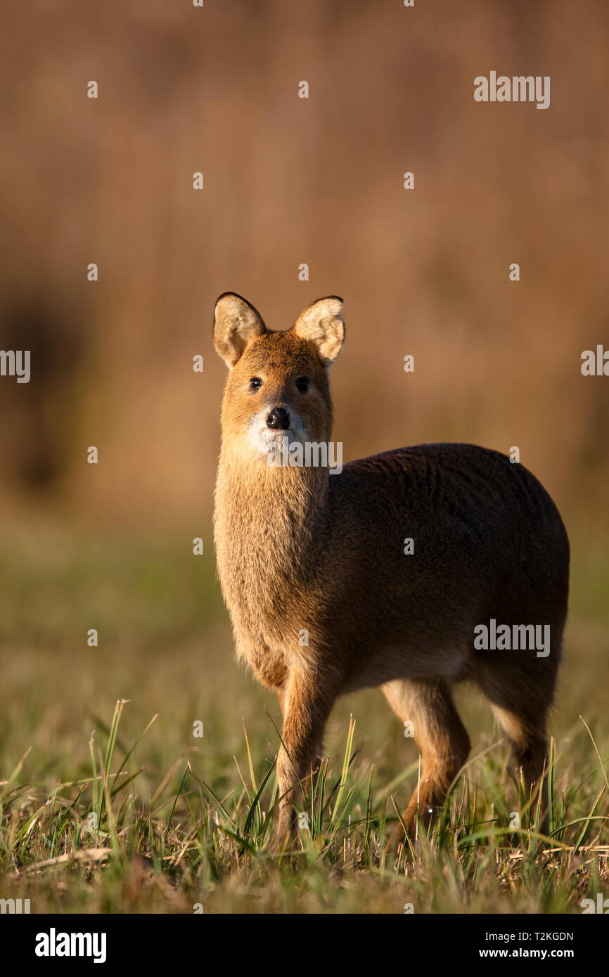 Water deer hi-res stock photography and images - Alamy