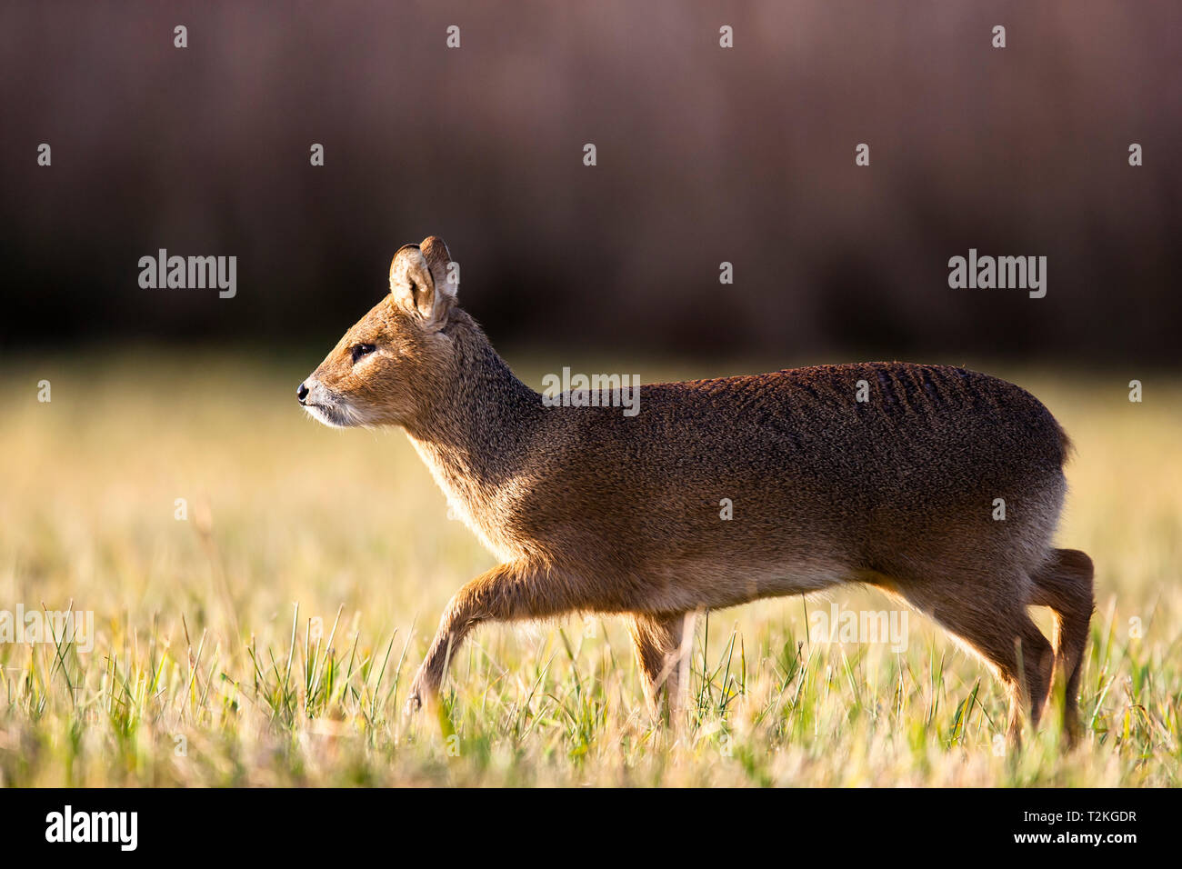 Chinese Water Deer Stock Photo - Alamy