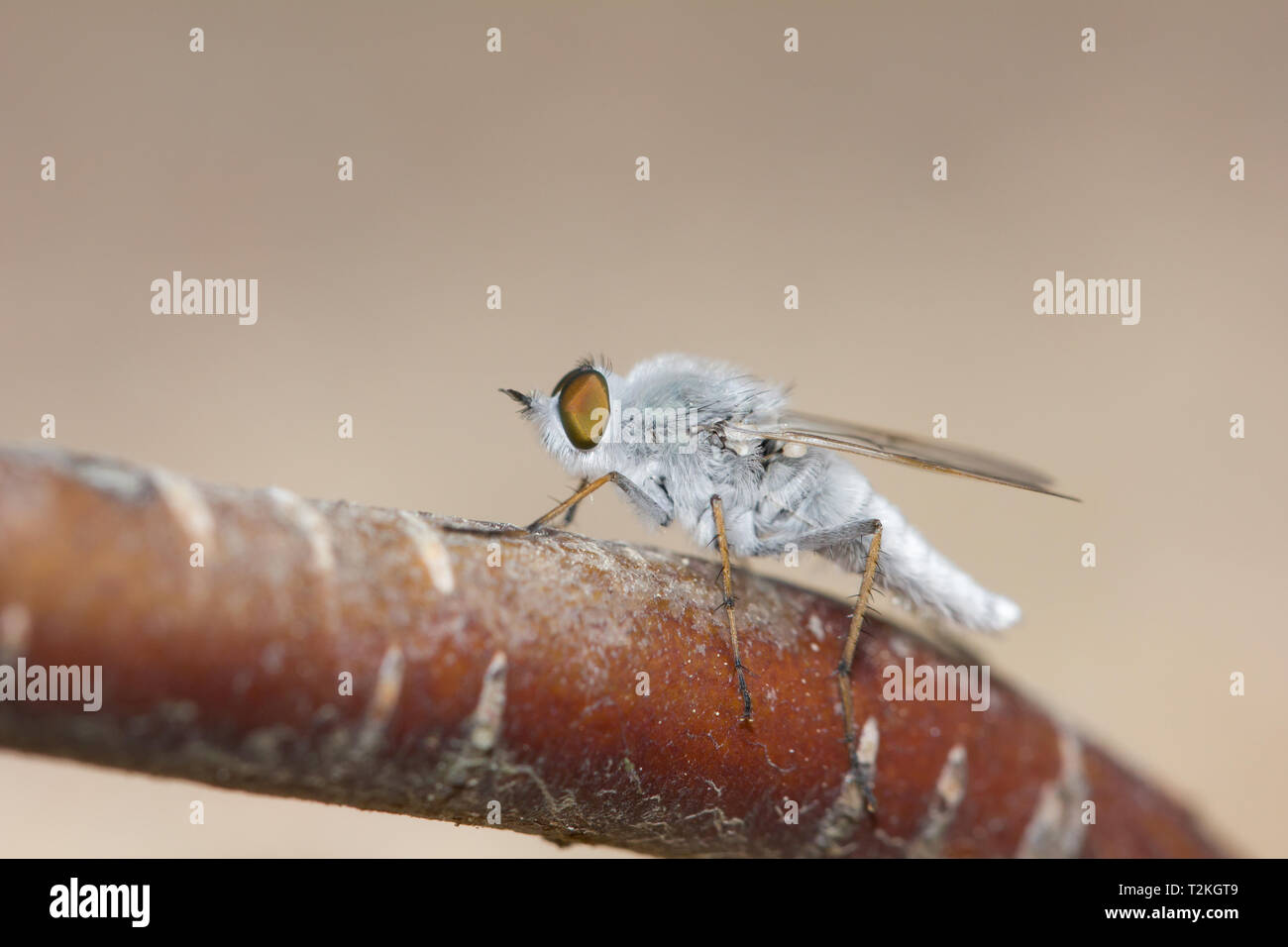 Silver stiletto fly hi-res stock photography and images - Alamy