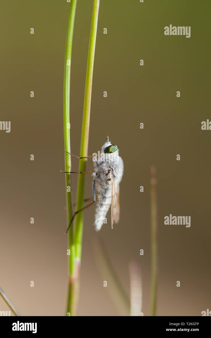 Silver stiletto fly hi-res stock photography and images - Alamy
