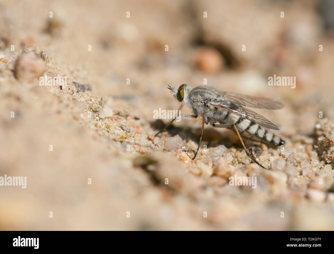 Silver stiletto fly hi-res stock photography and images - Alamy