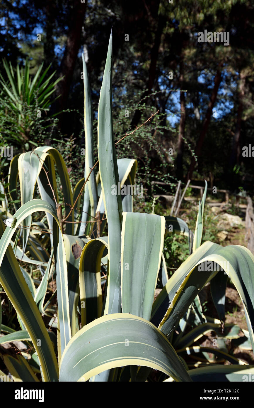 Maguey plants hi-res stock photography and images - Alamy