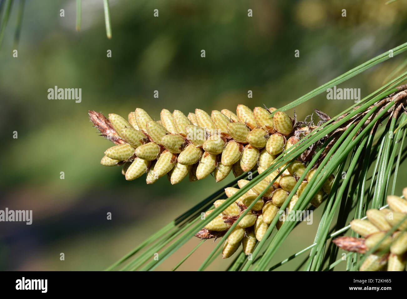 Pine tree buds during springtime Stock Photo - Alamy