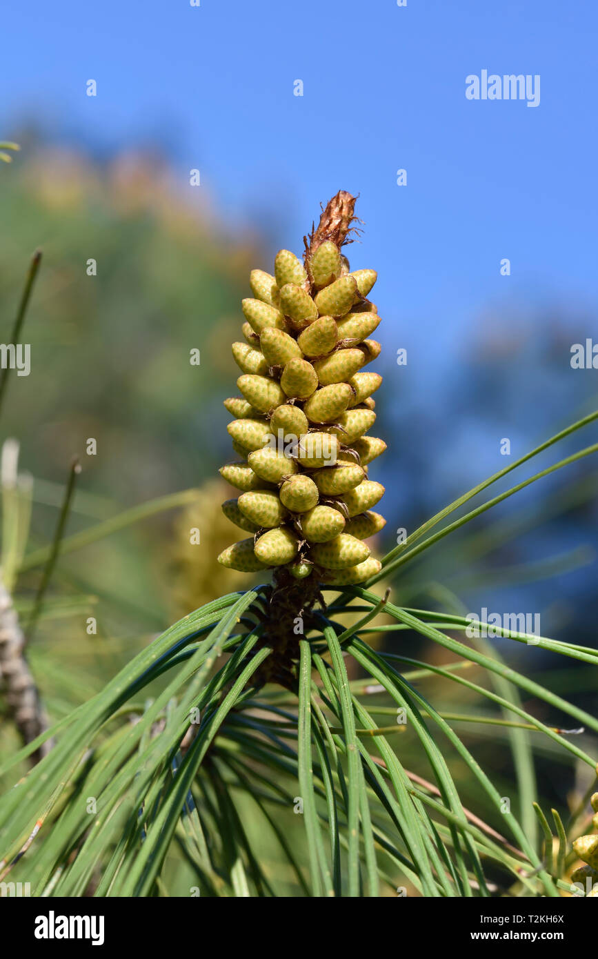 Pine tree buds during springtime Stock Photo - Alamy