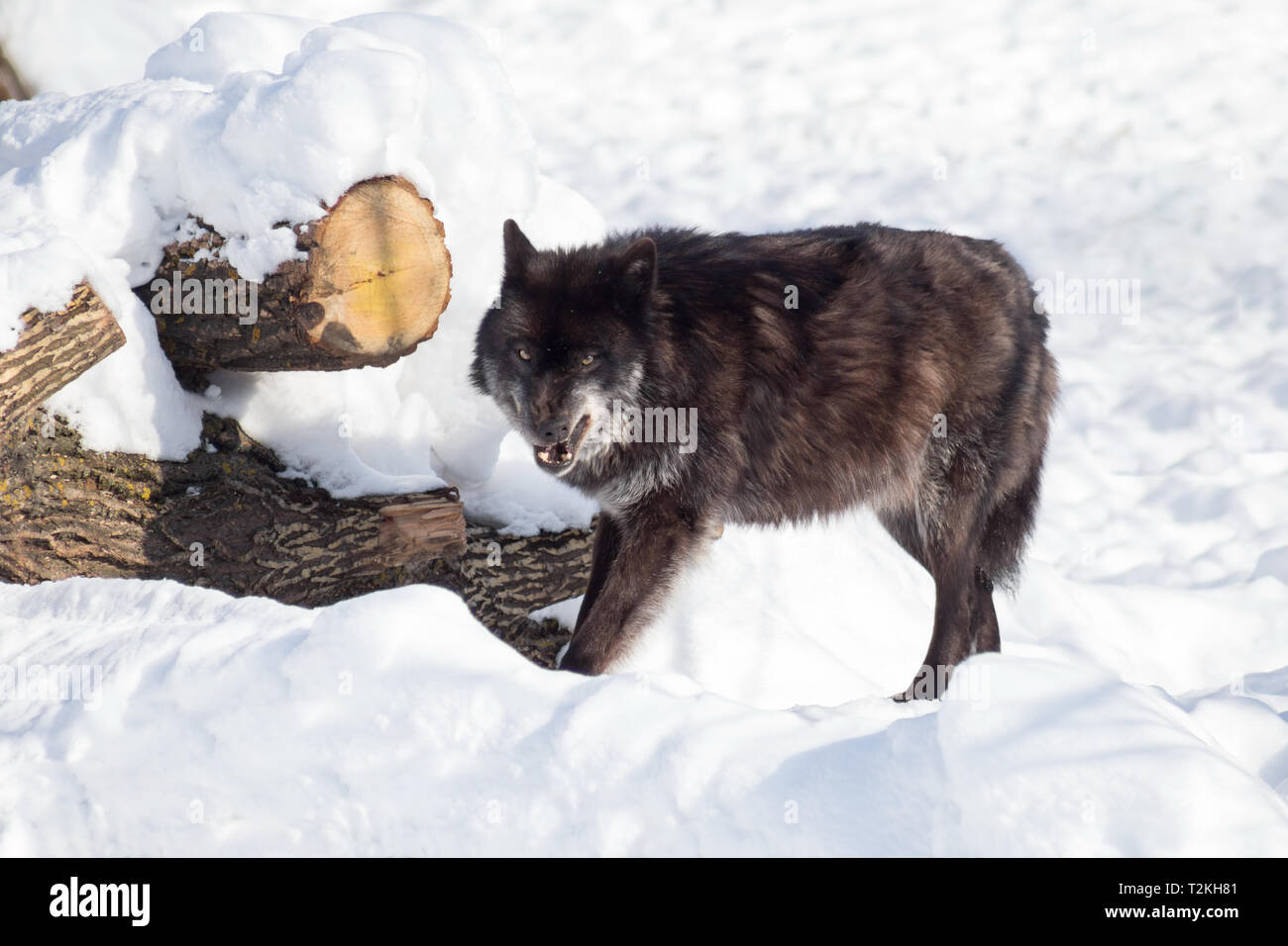 Angry black canadian wolf is standing on a white snow. Canis lupus ...
