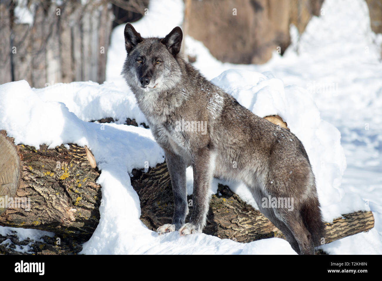 Cute black canadian wolf is looking at the camera. Canis lupus ...