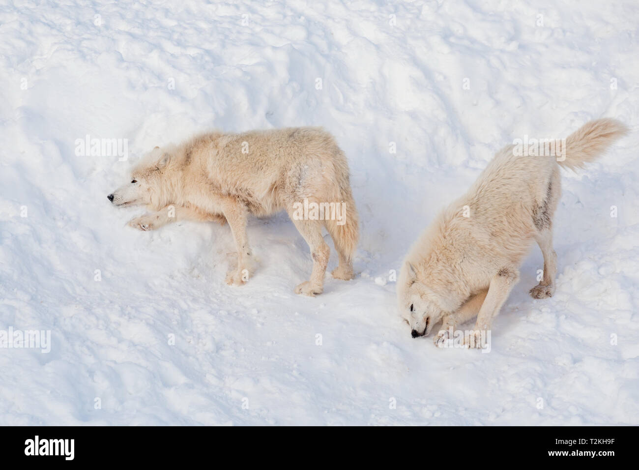 Two wild alaskan tundra wolves are playing on white snow. Canis lupus ...