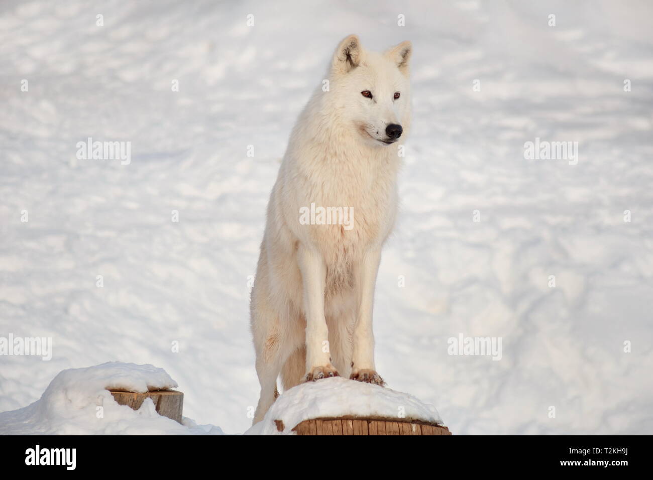 Wild alaskan tundra wolf is standing on the wooden stump. Canis lupus ...