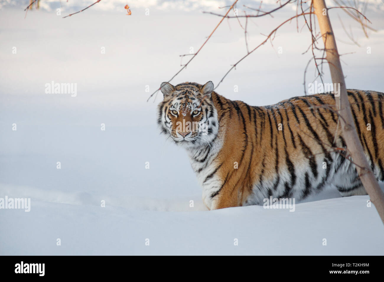 Wild siberian tiger is looking into the camera. Panthera tigris tigris ...
