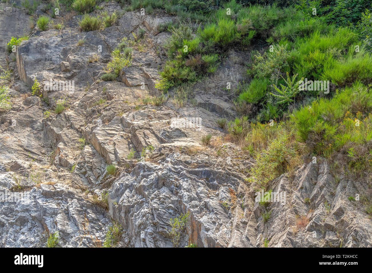 Detail rock face vegetation geology hi-res stock photography and images ...