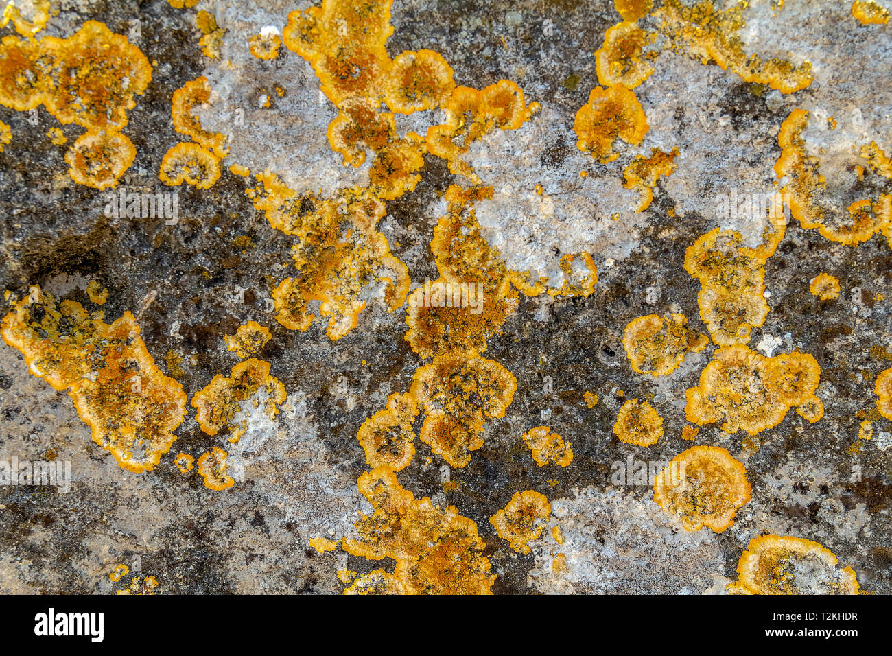 Lichen diversity hi-res stock photography and images - Alamy