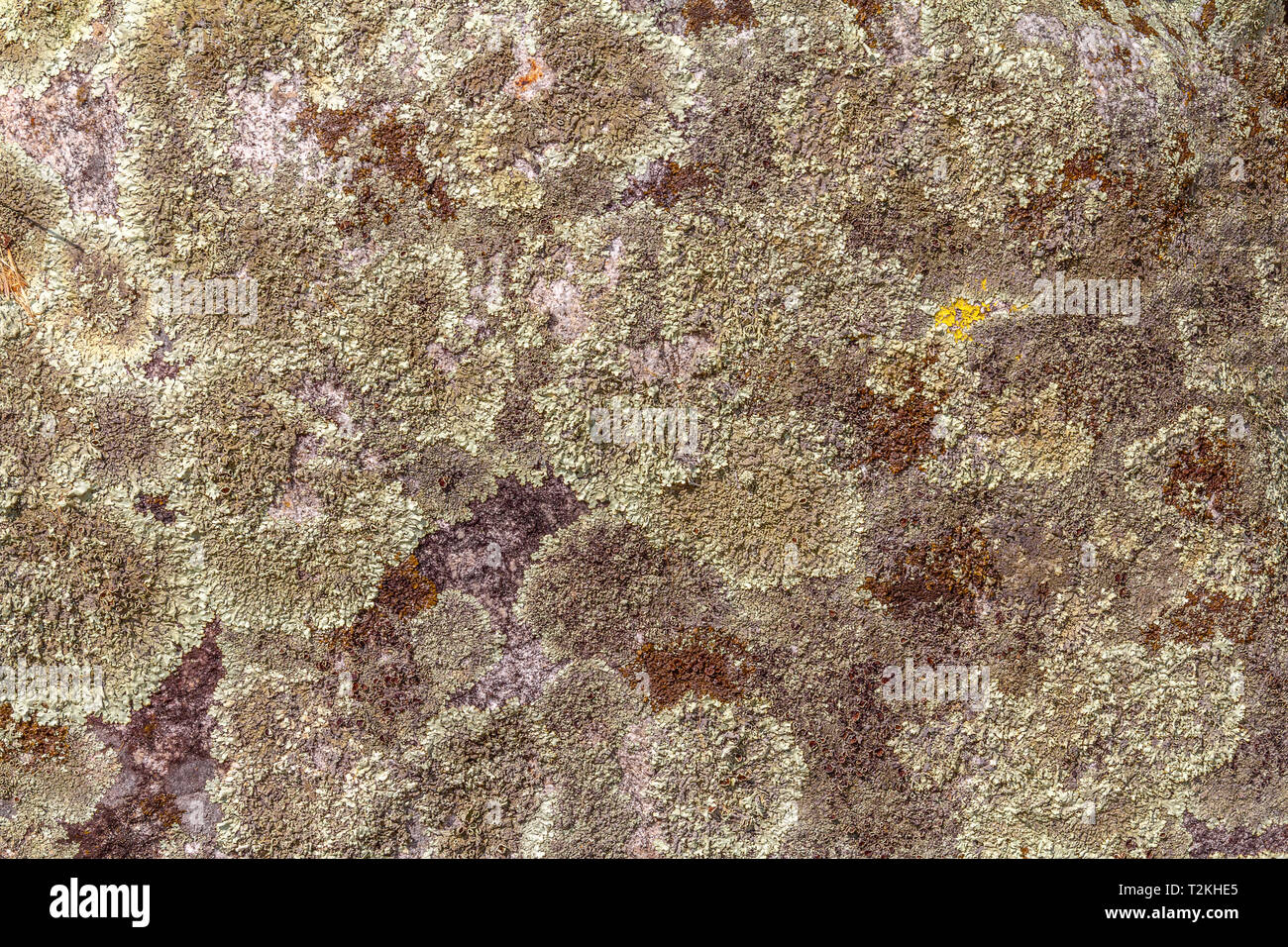 Lichen diversity hi-res stock photography and images - Alamy