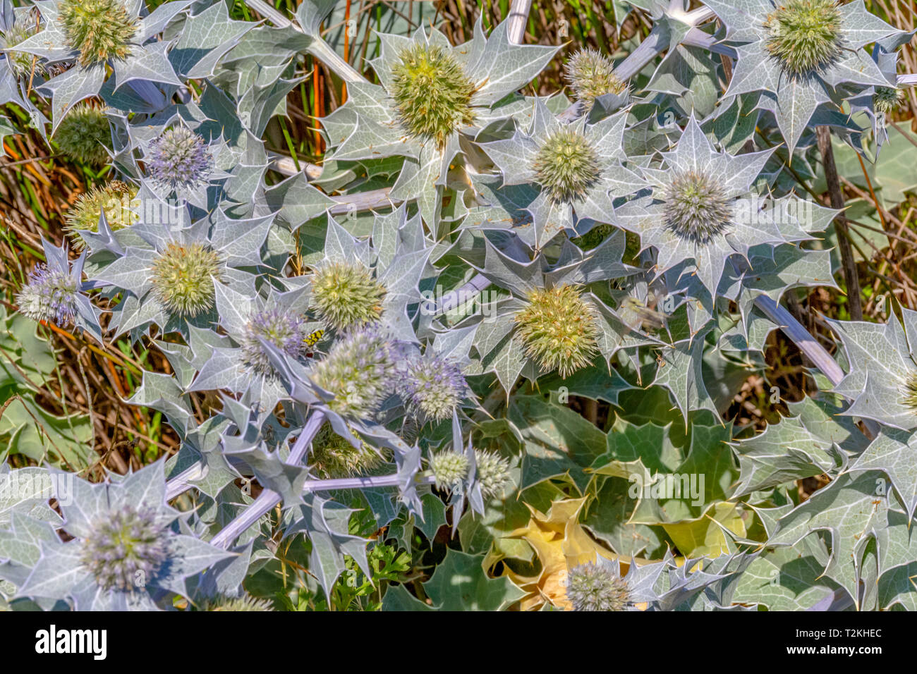 Spiky vegetation hi-res stock photography and images - Alamy
