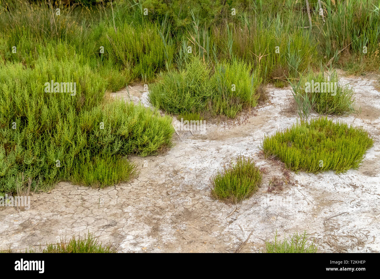 Green ground cover hi-res stock photography and images - Alamy