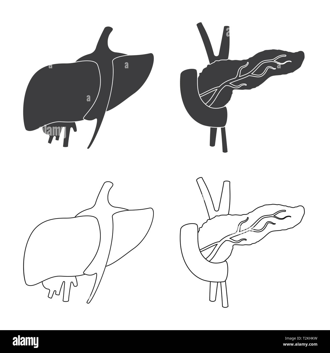 liver,pancreas,digestive,endocrine,body,diabetes,system,healthy,cancer ...