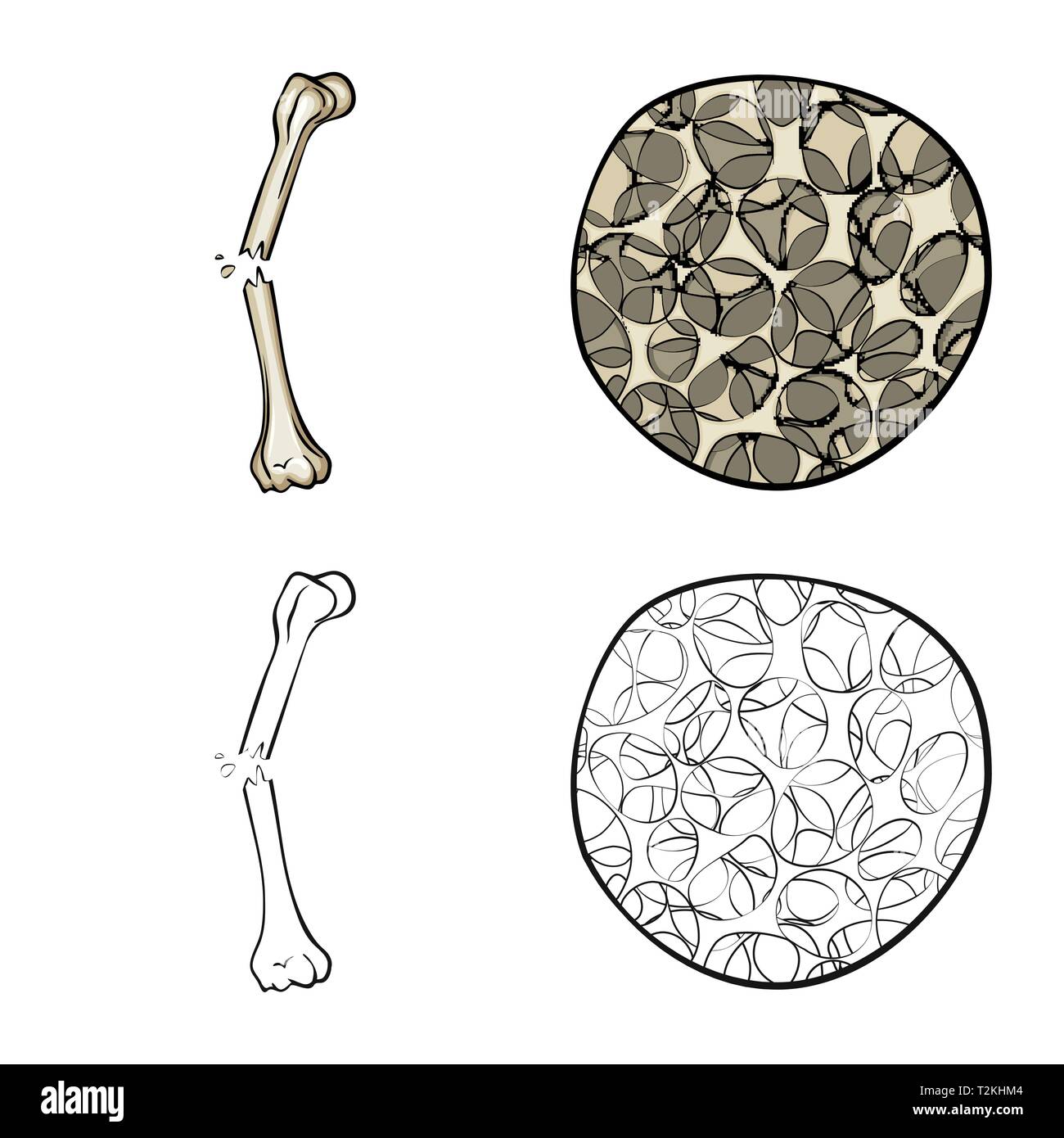 Cartilage cell Stock Vector Images - Alamy
