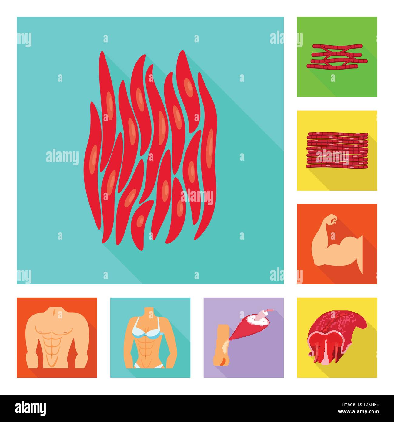 Isolated object of muscle and cells logo. Set of muscle and anatomy ...