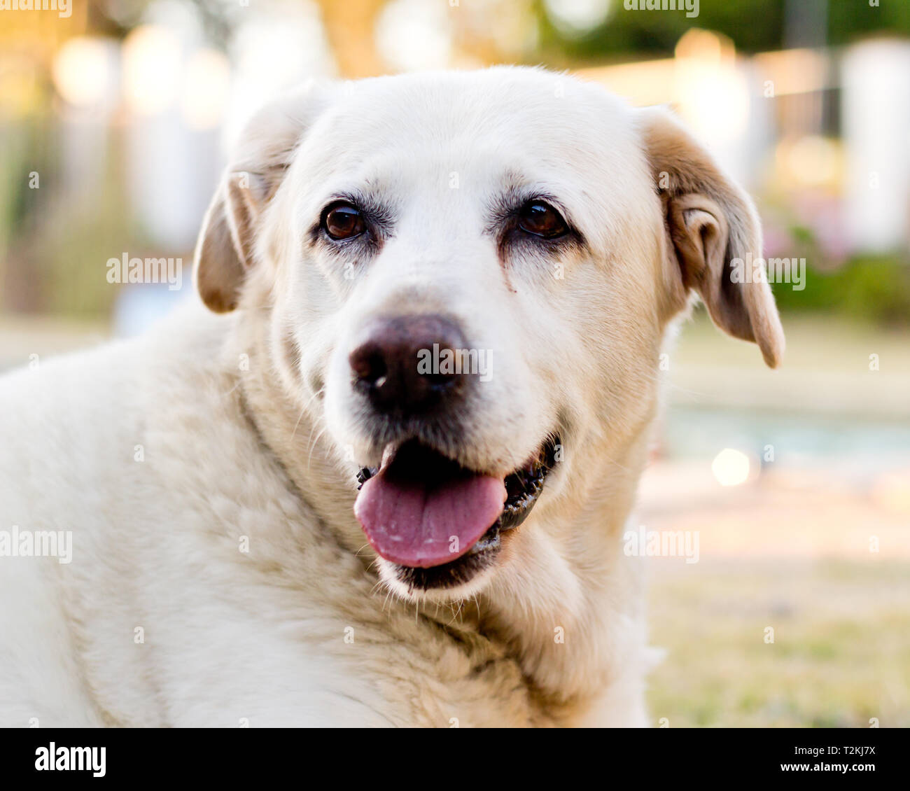 Dog cartoon old hi-res stock photography and images - Alamy