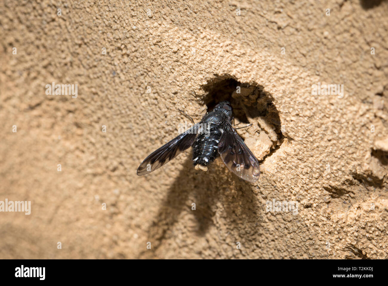 Trauerschweber, Anthrax anthrax, bee fly Stock Photo - Alamy