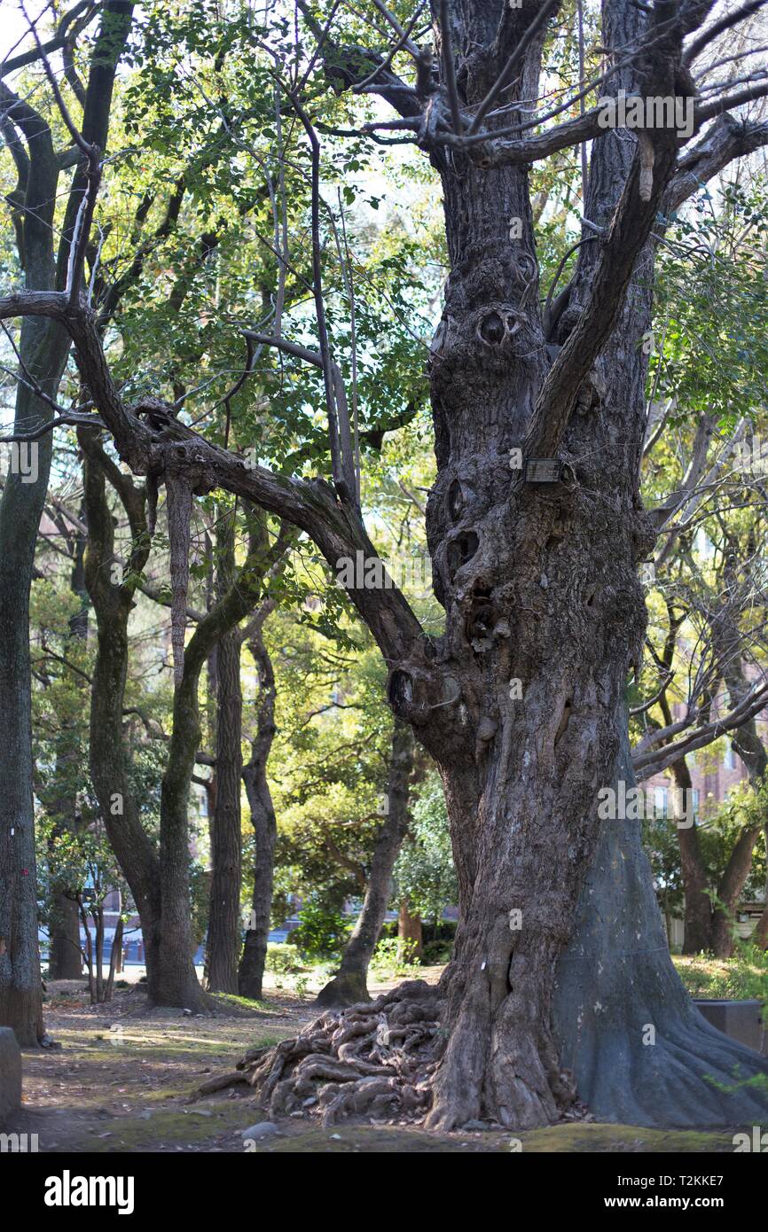 A very old Ginkgo Biloba tree in Hibiya Park in Tokyo, Japan Stock ...