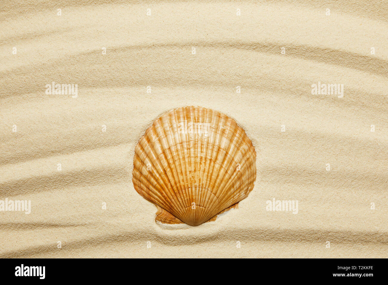 orange seashell on curve sandy beach in summertime Stock Photo - Alamy