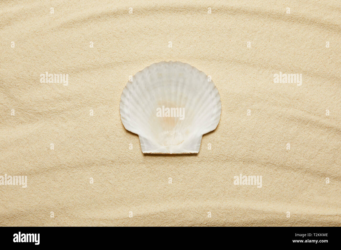 top view of seashell on sandy beach in summertime Stock Photo - Alamy