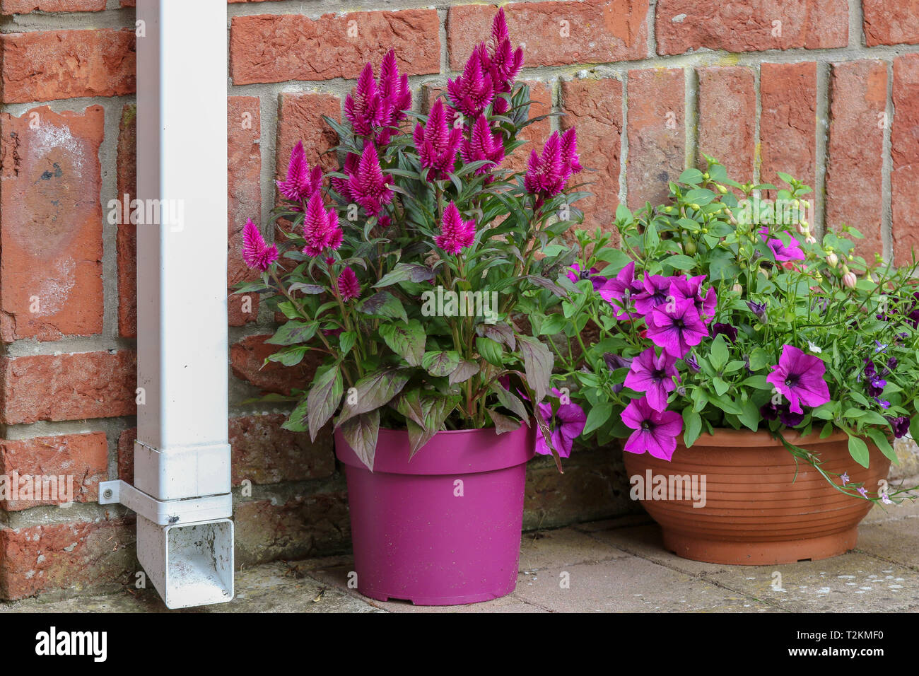 Pink flowers in plastic containers hi-res stock photography and images ...