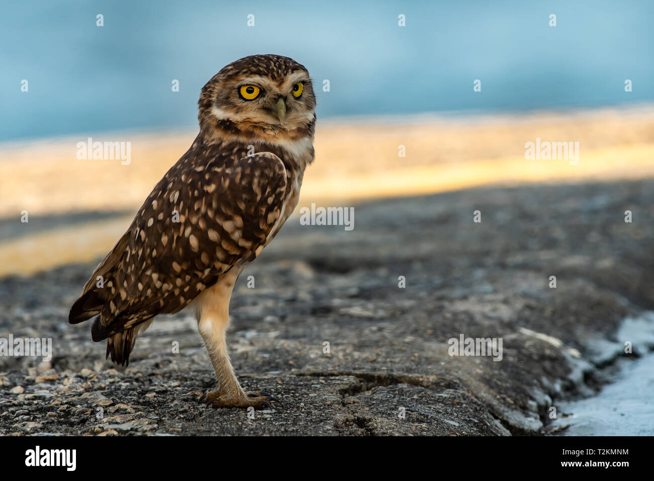 Distant look hi-res stock photography and images - Alamy