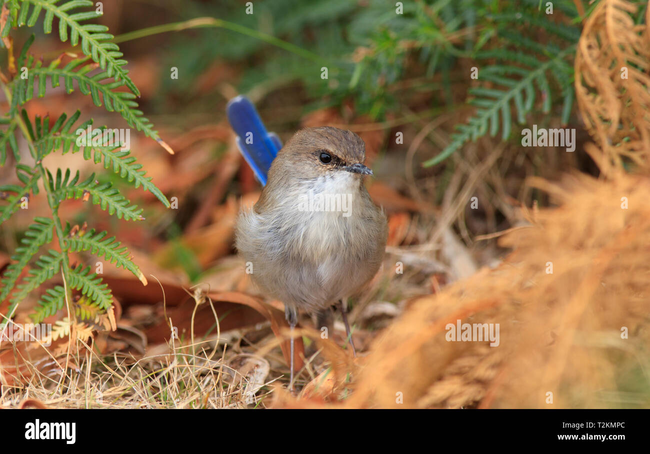 A Male Superb Fairywren, Malurus cyaneus, in Tasmania, Australia in ...