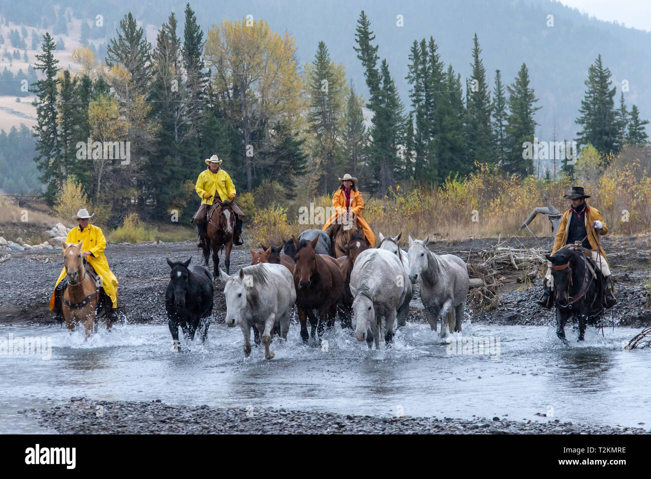 American cowboys work hard regardless of rain or shine Stock Photo - Alamy