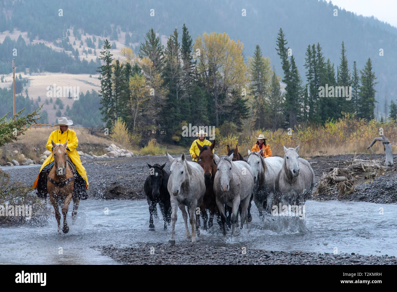 American cowboys work hard regardless of rain or shine Stock Photo - Alamy