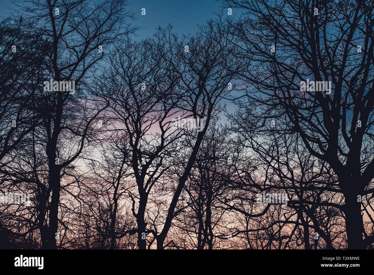 A Close up of a branch of a tree and leaves in Scotland Stock Photo - Alamy