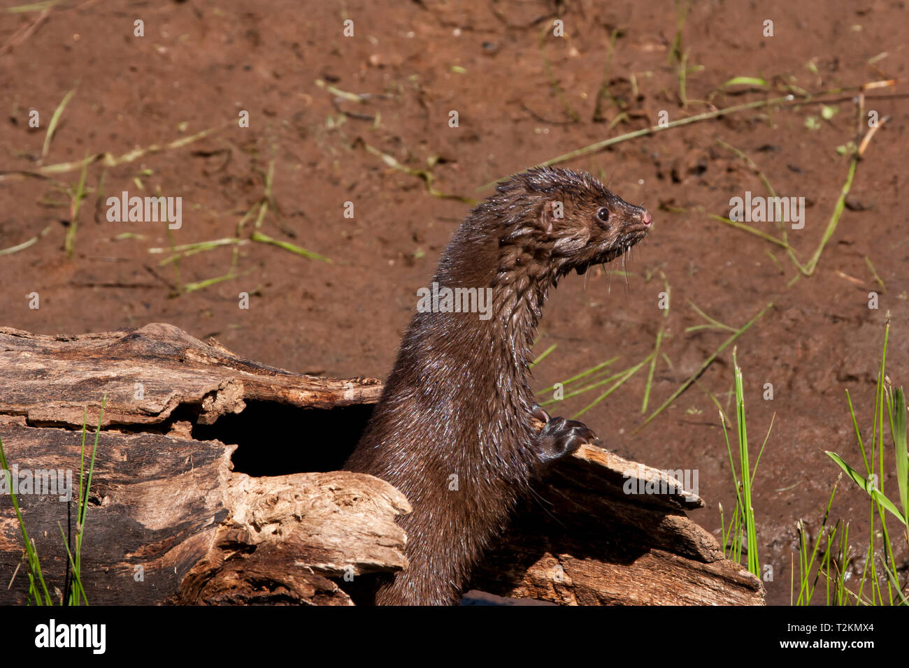 Mink portrait hi-res stock photography and images - Alamy