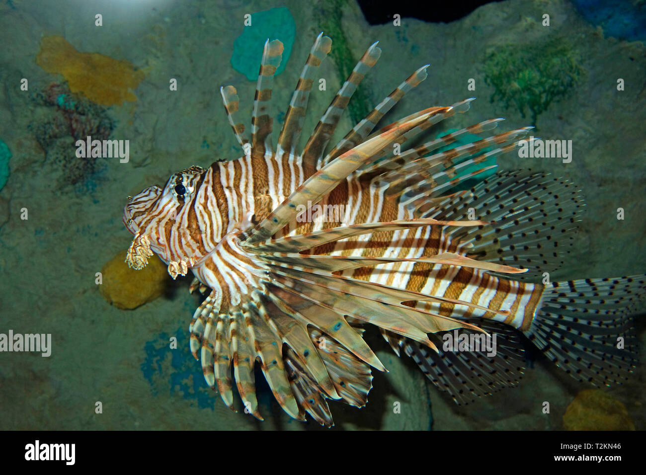 Florida invasive fish hi-res stock photography and images - Alamy