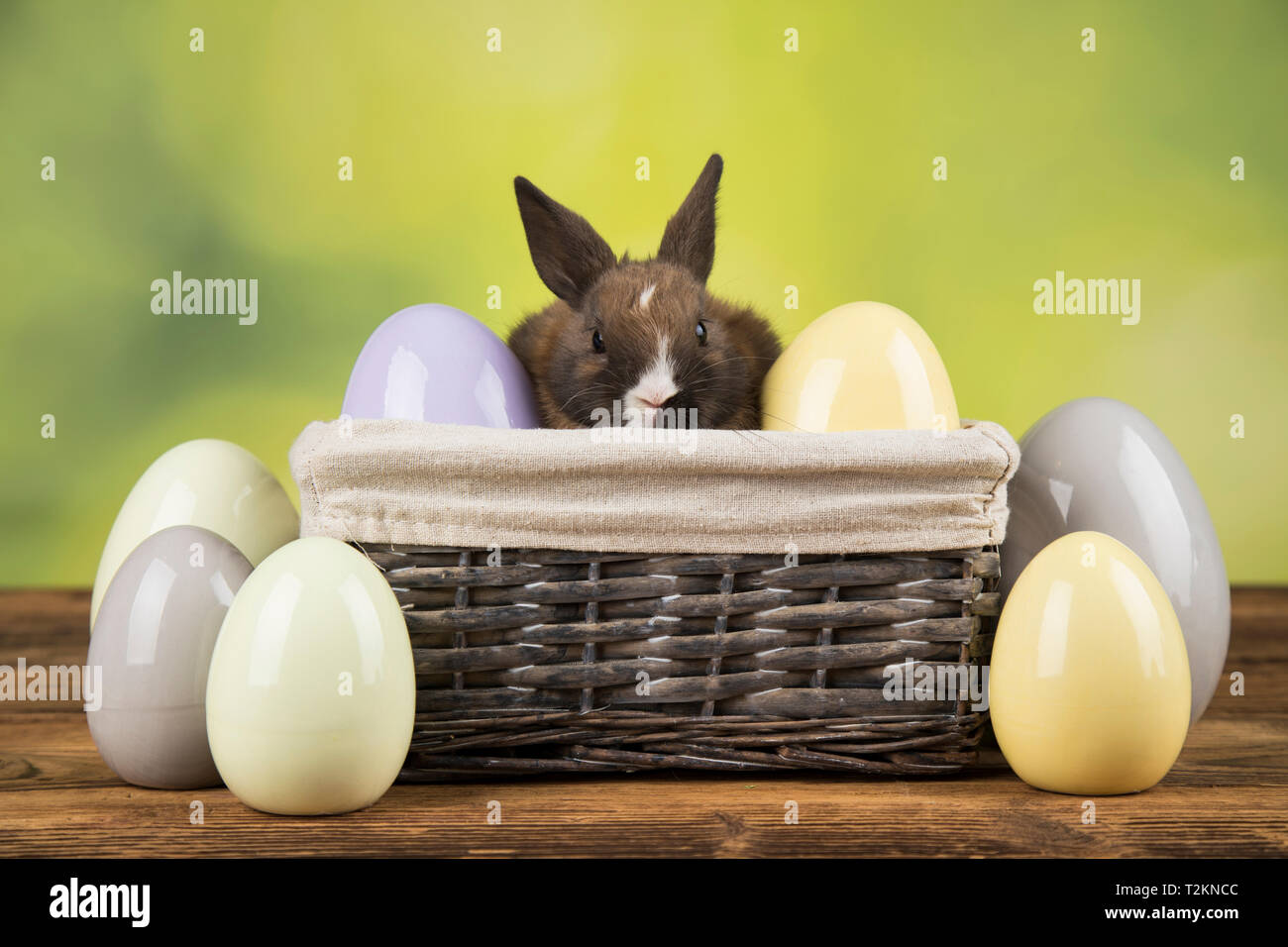 Happy easter, Baby bunny, rabbit and egg on green background Stock ...