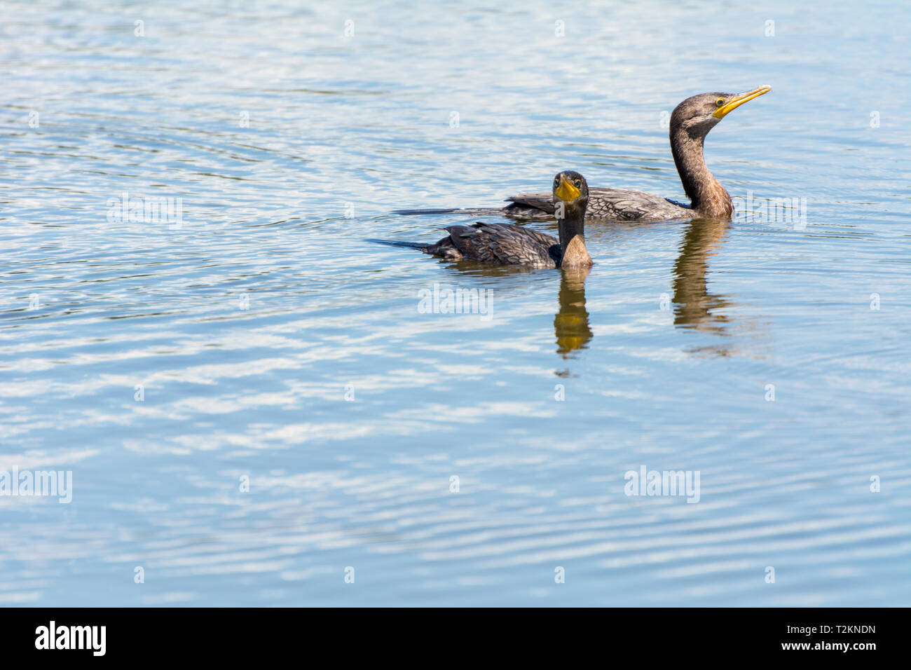 Black birds of brazil hi-res stock photography and images - Alamy