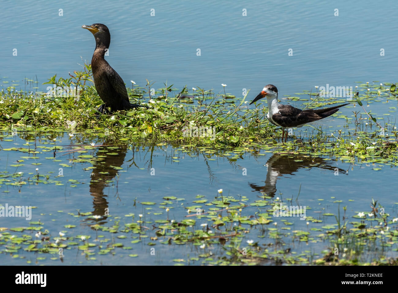 Talha mar rynchops niger hi-res stock photography and images - Alamy