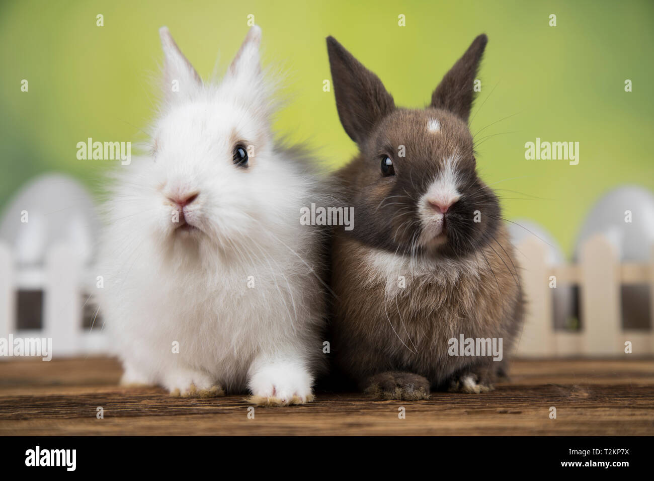 Little cute baby rabbit and easter eggs Stock Photo - Alamy