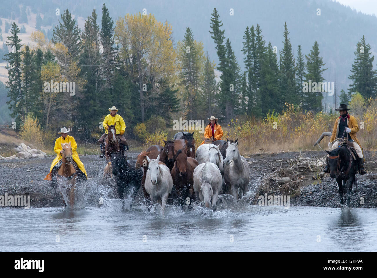 American cowboys work hard regardless of rain or shine Stock Photo - Alamy