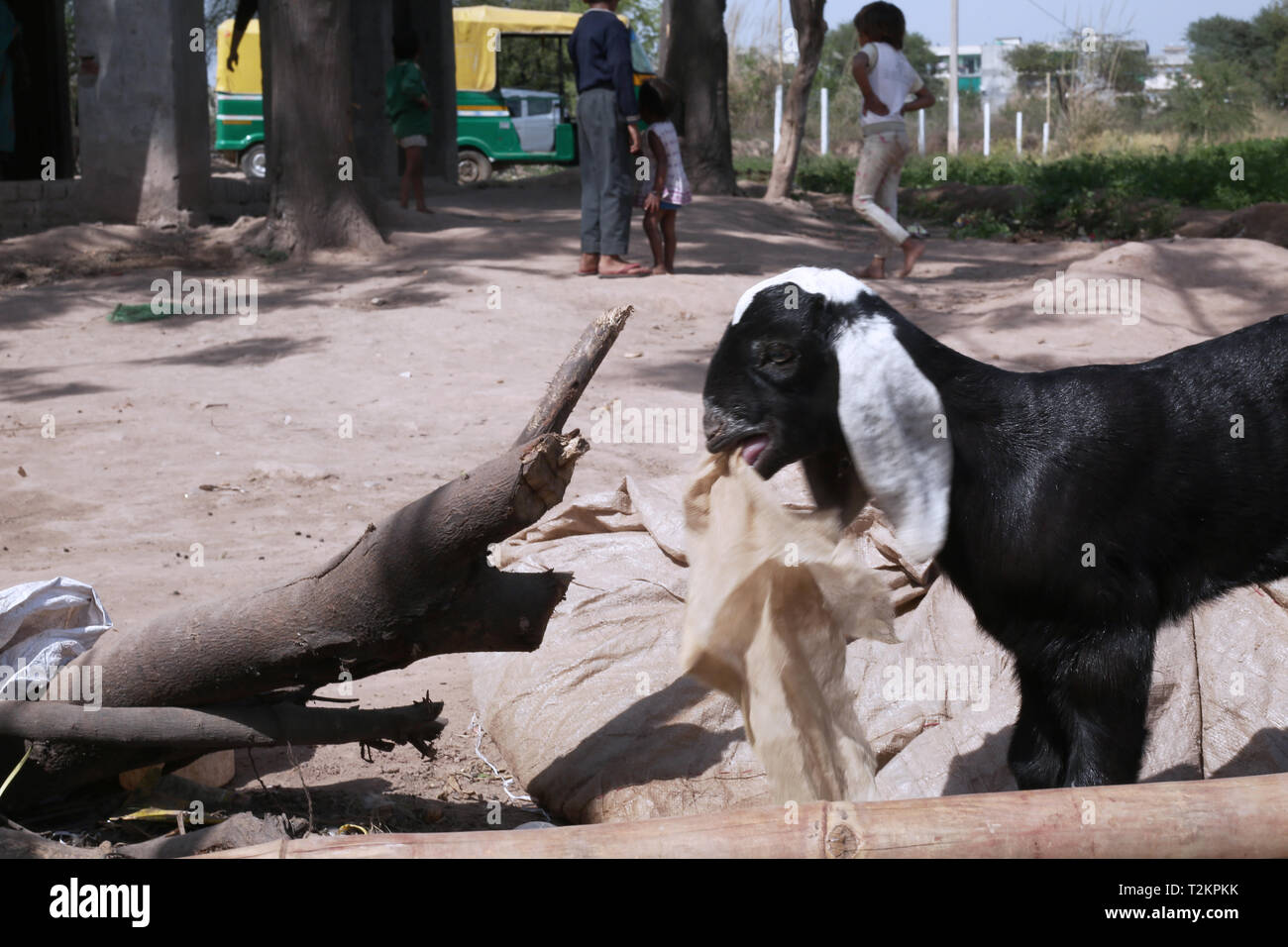 Picture of goat is holding cloth in mouth Stock Photo - Alamy