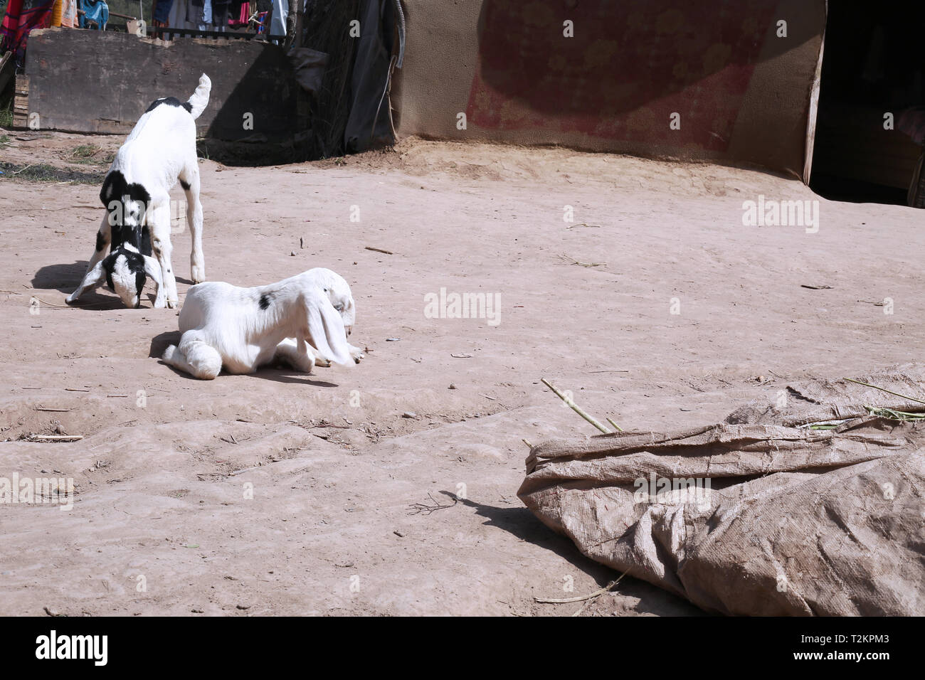 Portrait of one goat is sitting and one goat is standing Stock Photo ...