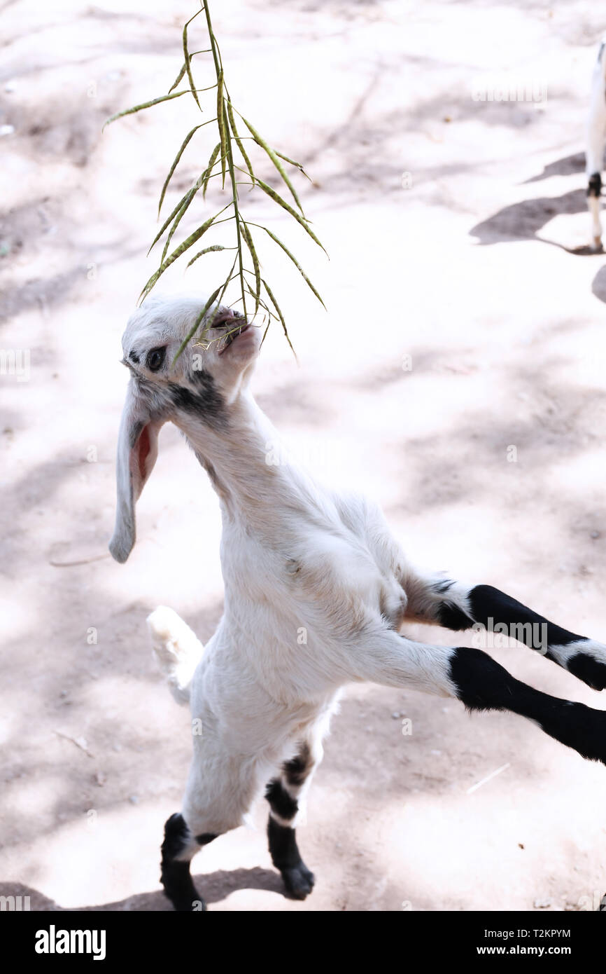 Picture of kid goat is eating grass Stock Photo - Alamy