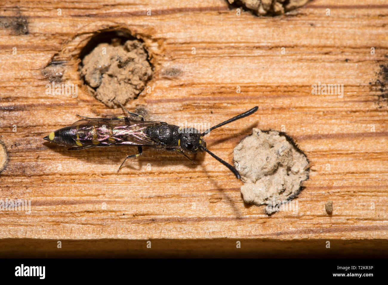 Keulhornwespen, Sapygidae, Club-horned wasps Stock Photo - Alamy