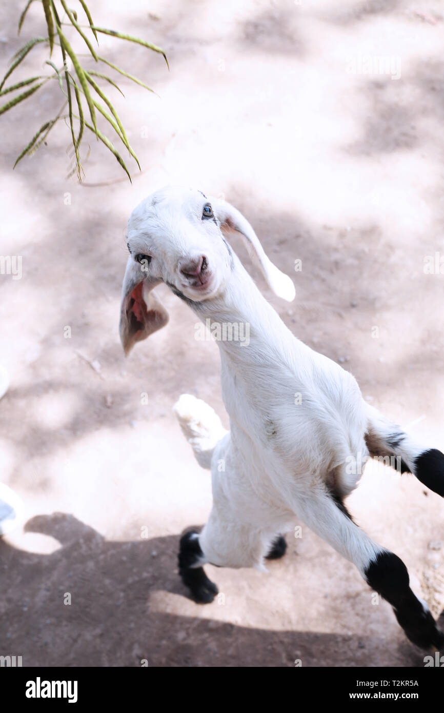 Child and goat hi-res stock photography and images - Alamy