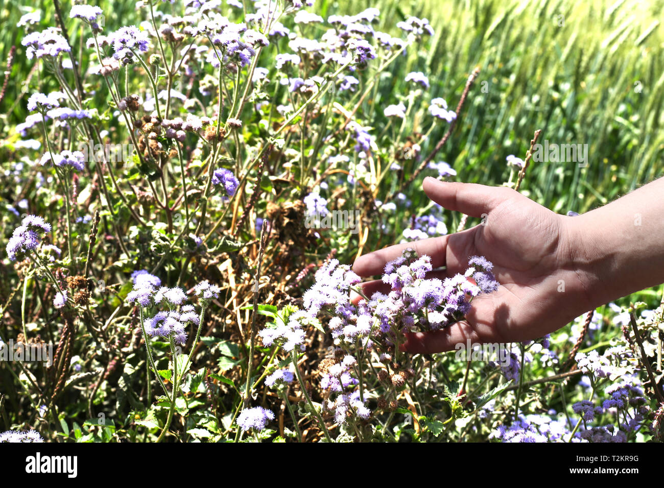 Hand man holding flowers flower hi-res stock photography and images - Alamy