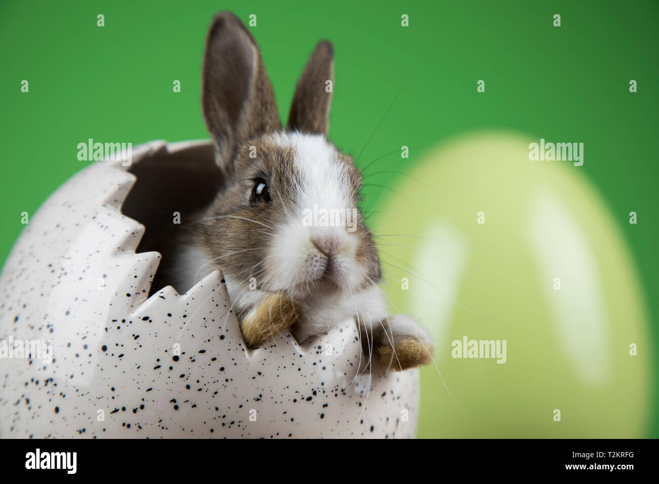 Little cute baby rabbit and easter eggs Stock Photo - Alamy
